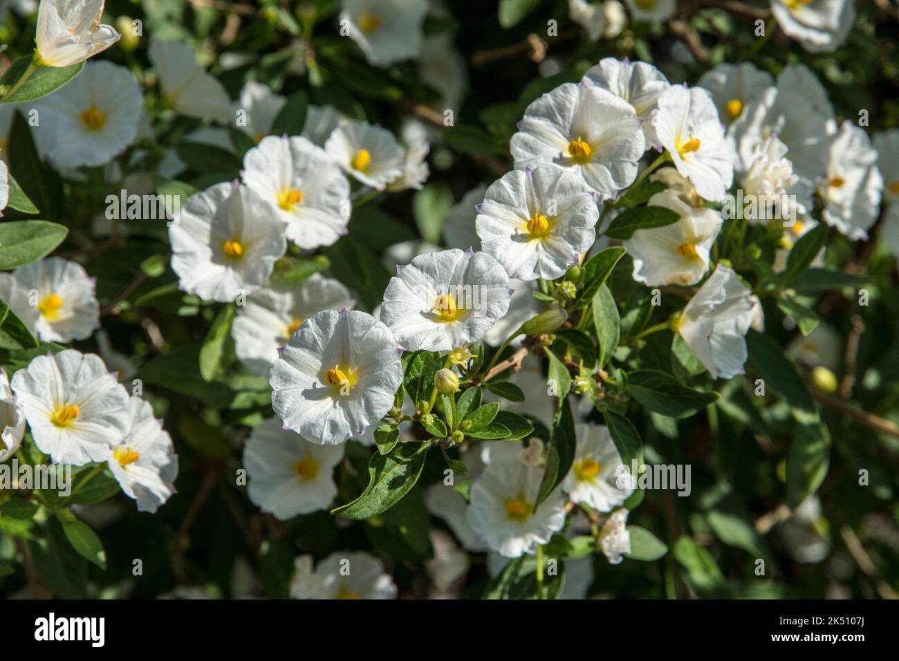 Lycianthes rantonnetii 'White Charles' Stock Photo - Alamy