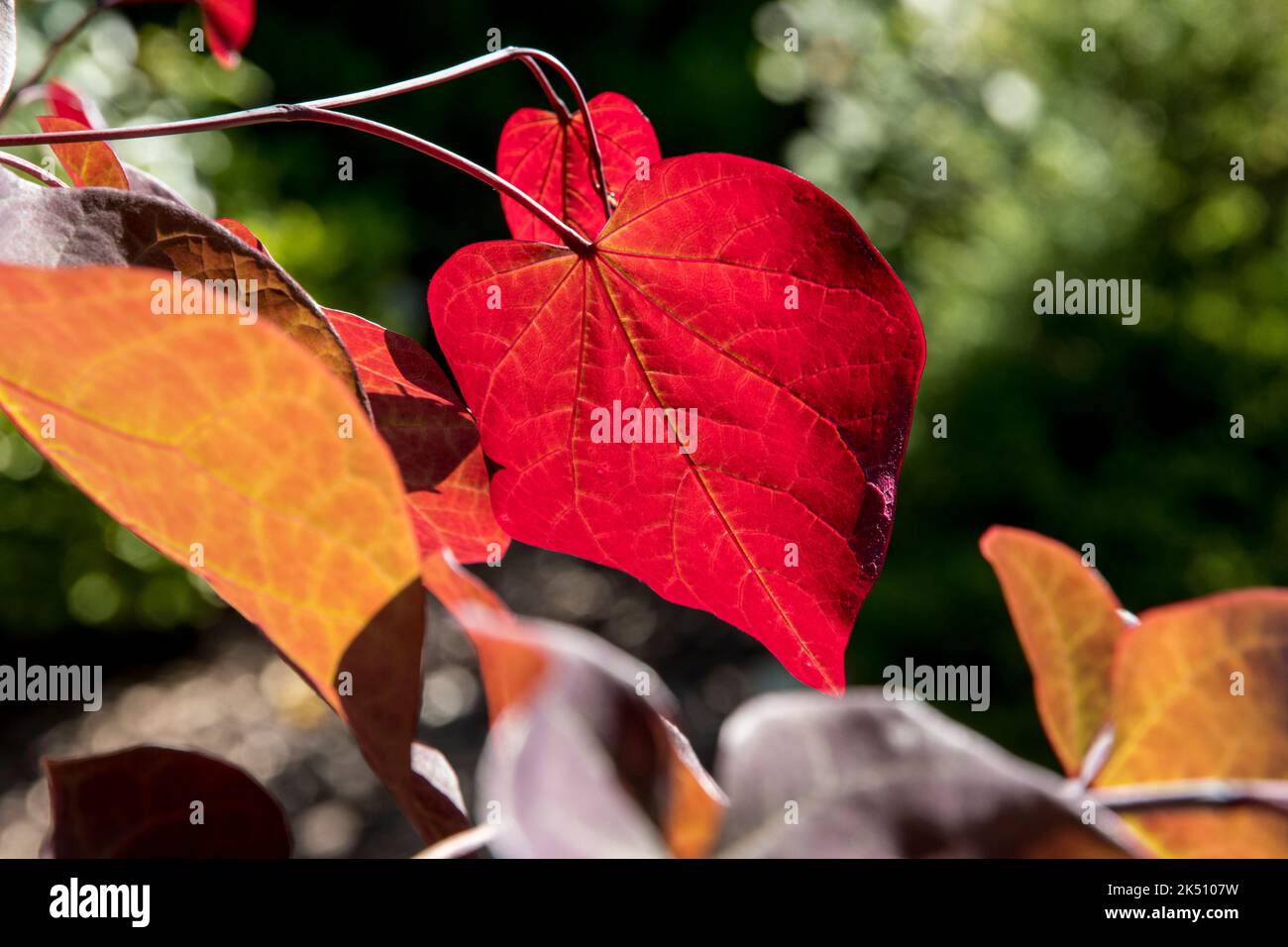 Leaves of Cersis canadensis 'Forest Pansy'' Stock Photo - Alamy