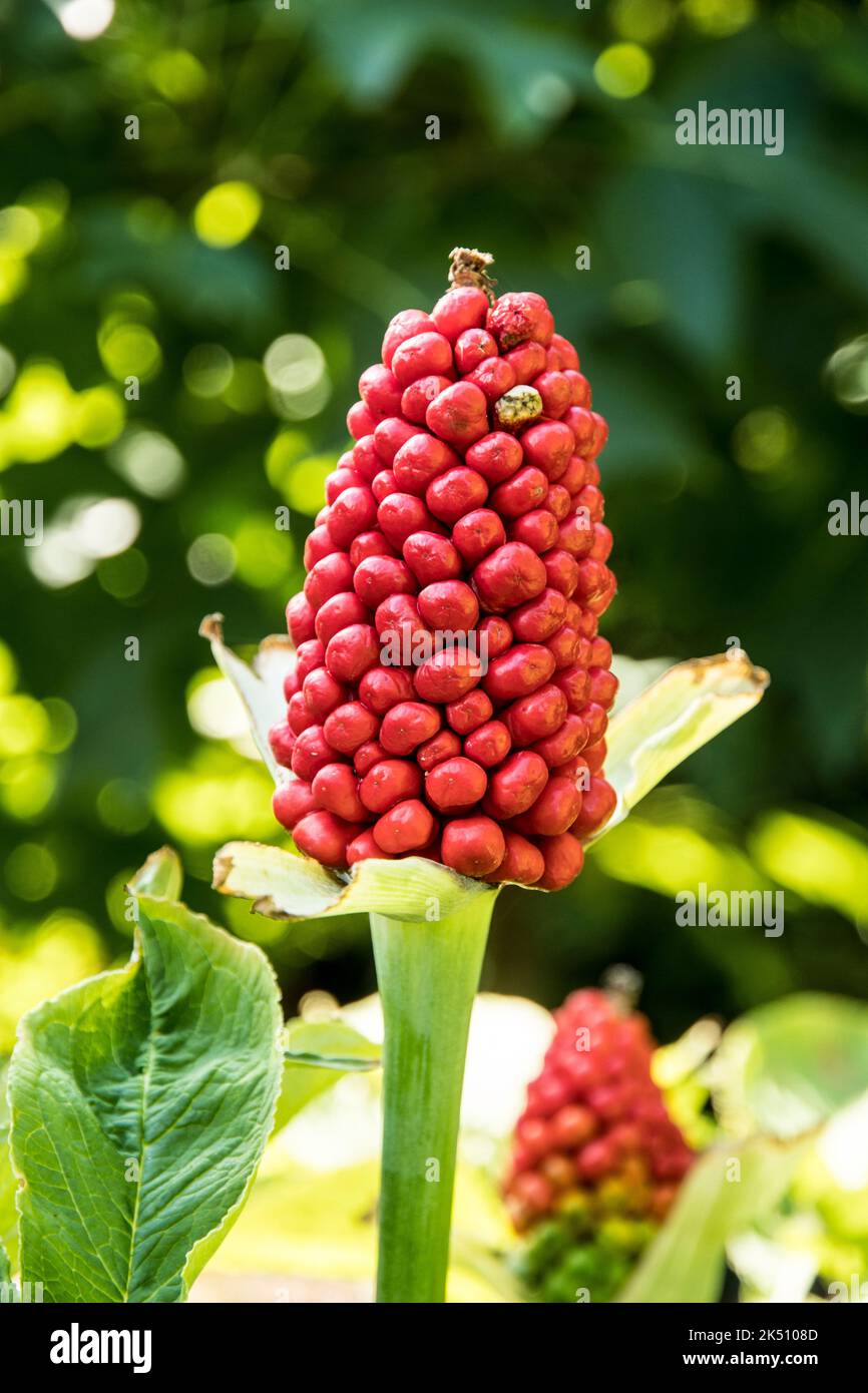 Seed head with berries of Arisaema tortuosum Stock Photo - Alamy