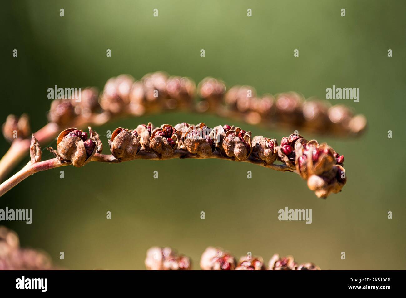 Seed pods of Crocosmia Stock Photo - Alamy