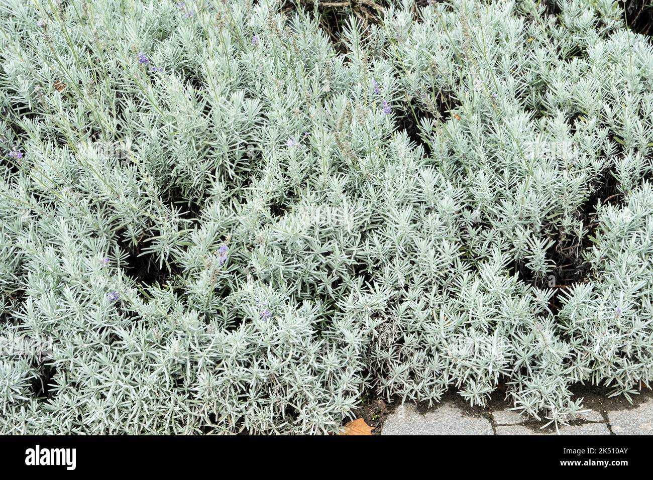 Grey leaves of Lavandula officinalis Stock Photo - Alamy