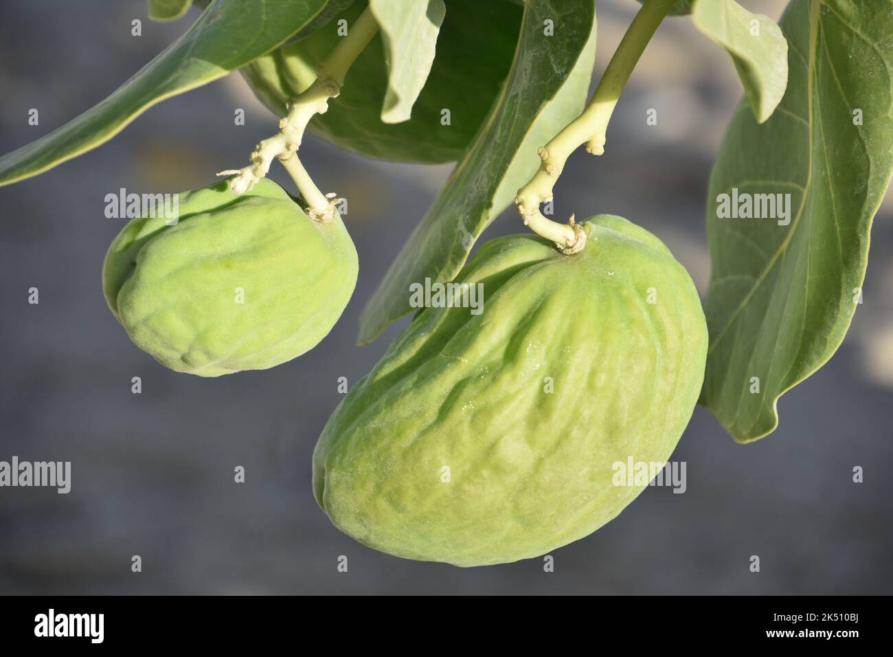 Bush with pair of large seed pods and leaves in the tropics Stock Photo ...