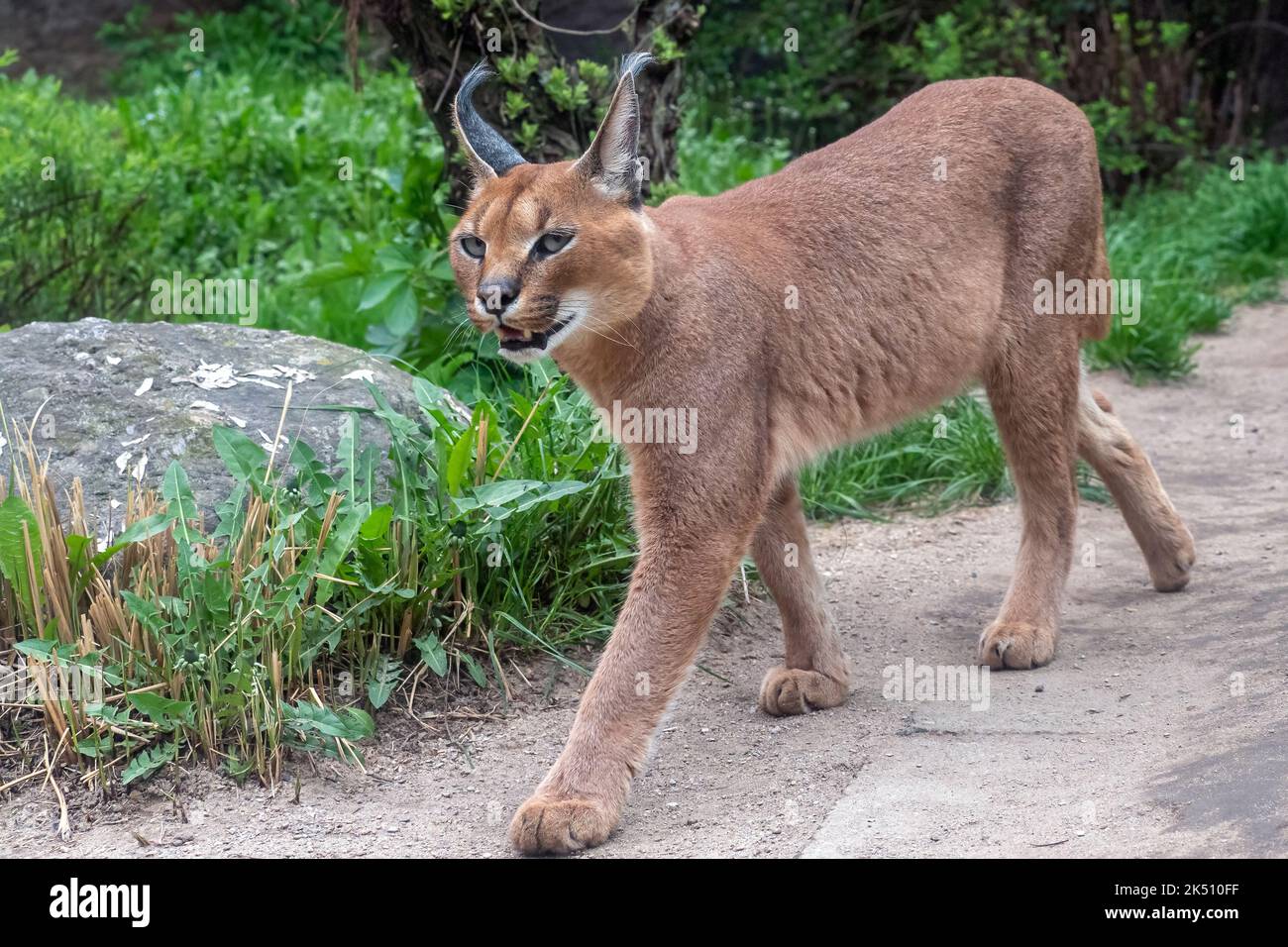 Portrait desert cats Caracal (Caracal caracal) or African lynx with ...