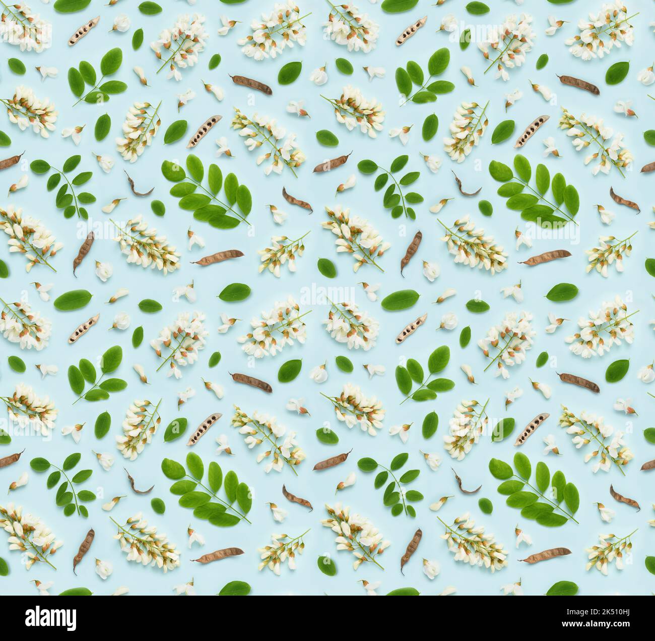 Seamless floral pattern of blooming white Robinia pseudoacacia or black ...