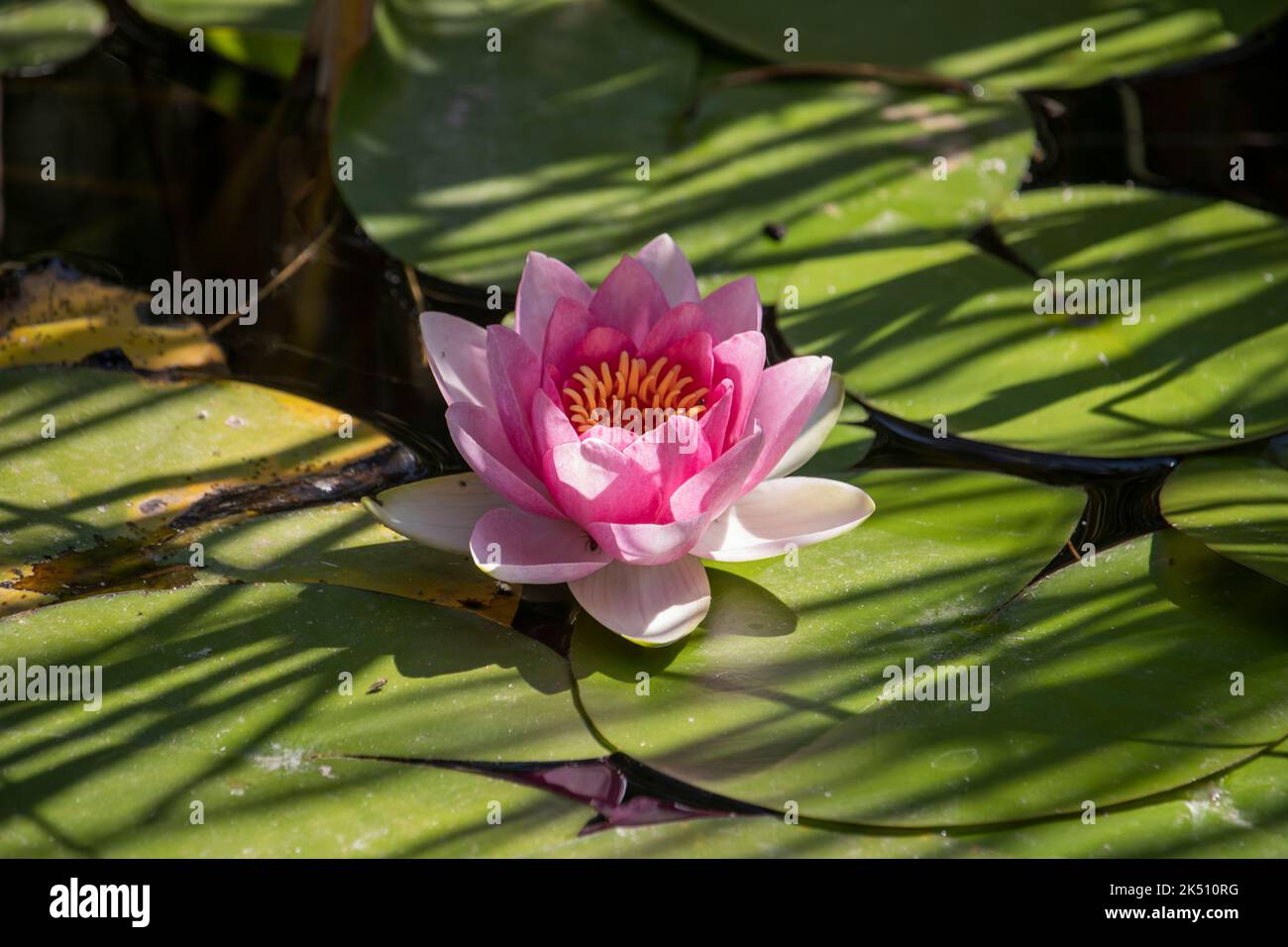 Water Lily ,Nymphaea Darwin Stock Photo - Alamy