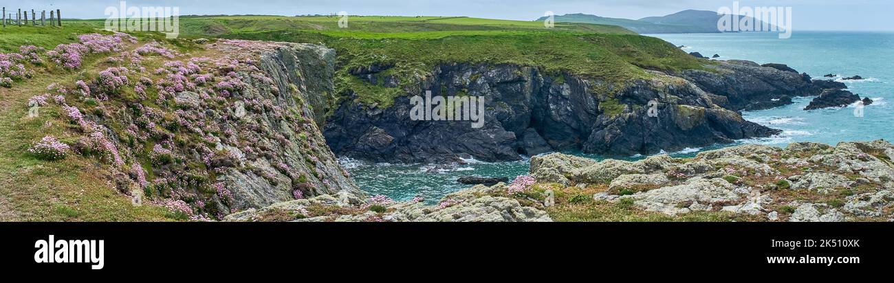 Wildflowers decorate the clifftop near Porth Lago on the Llyn Peninsula ...