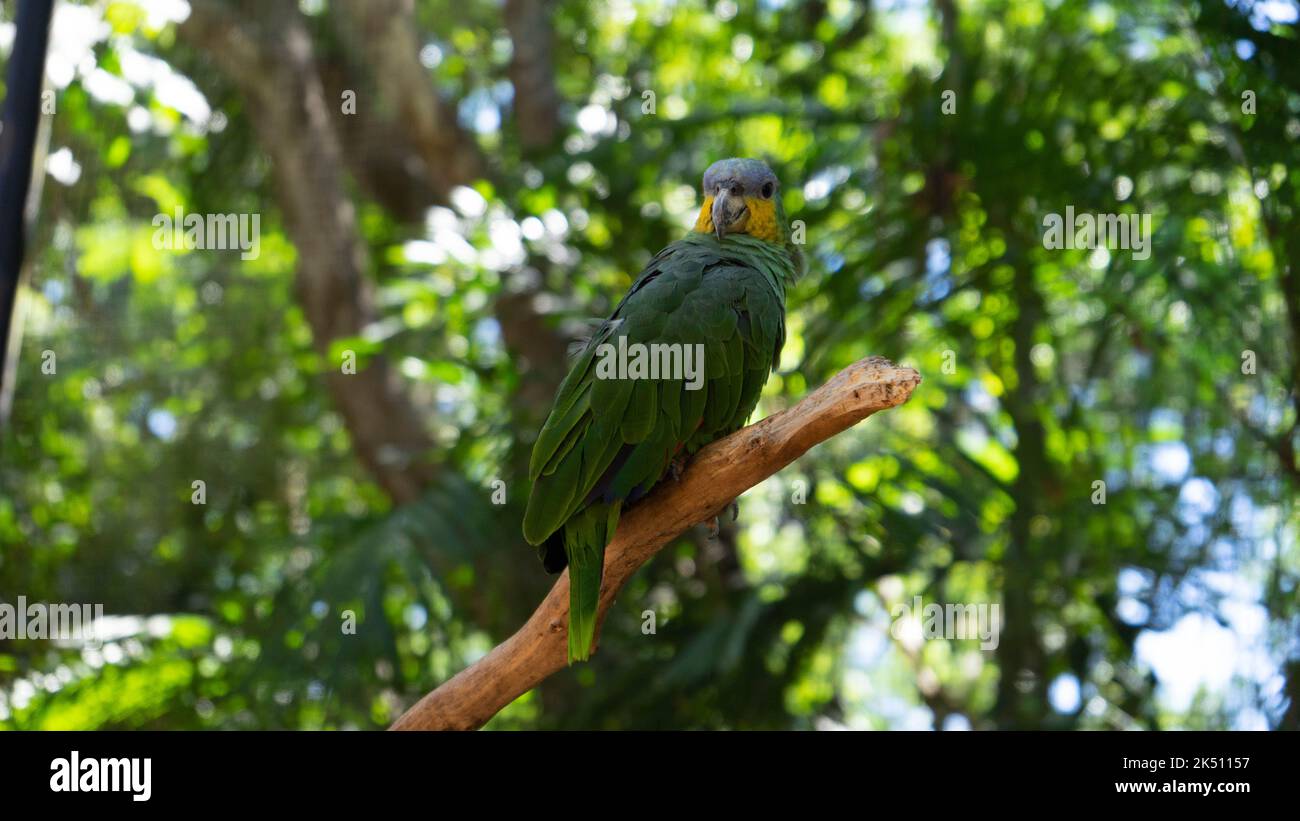 A close up of an orange winged amazon parrot (Amazona amazonica ...
