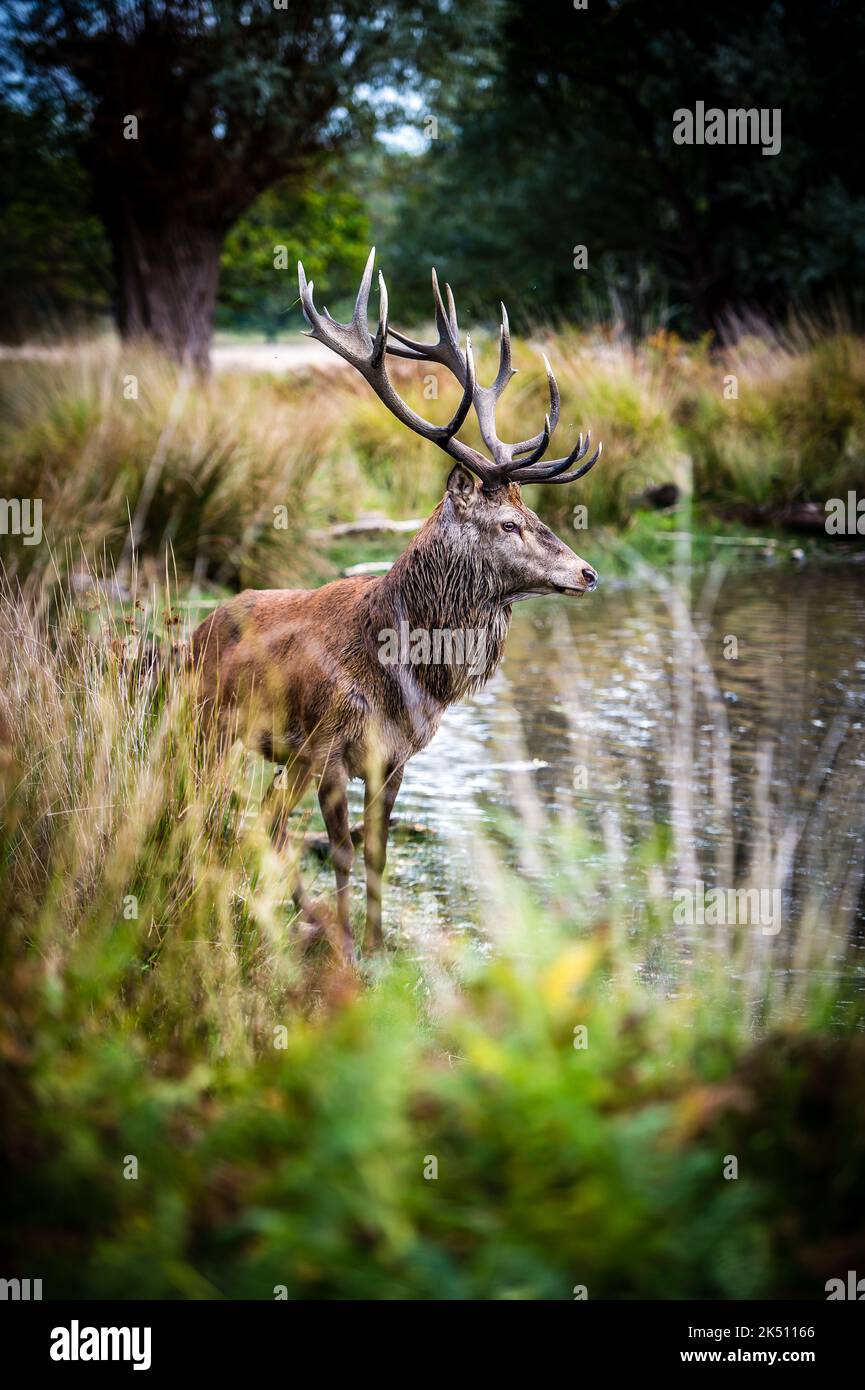Cervus Elaphus, Red Deer stags in rutting season defending their ...