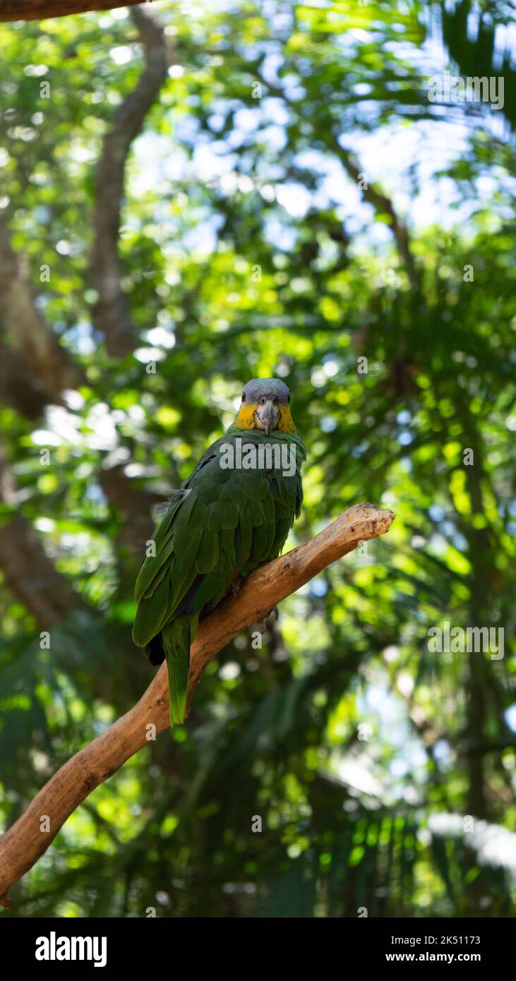 Amazona amazonica amazonica hi-res stock photography and images - Alamy
