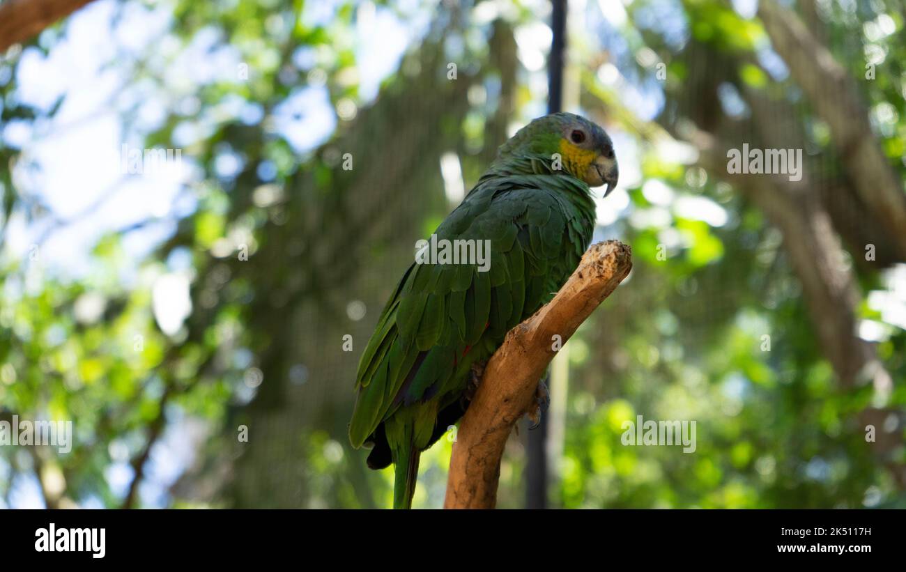An orange winged amazon parrot (Amazona amazonica) sitting on a branch ...