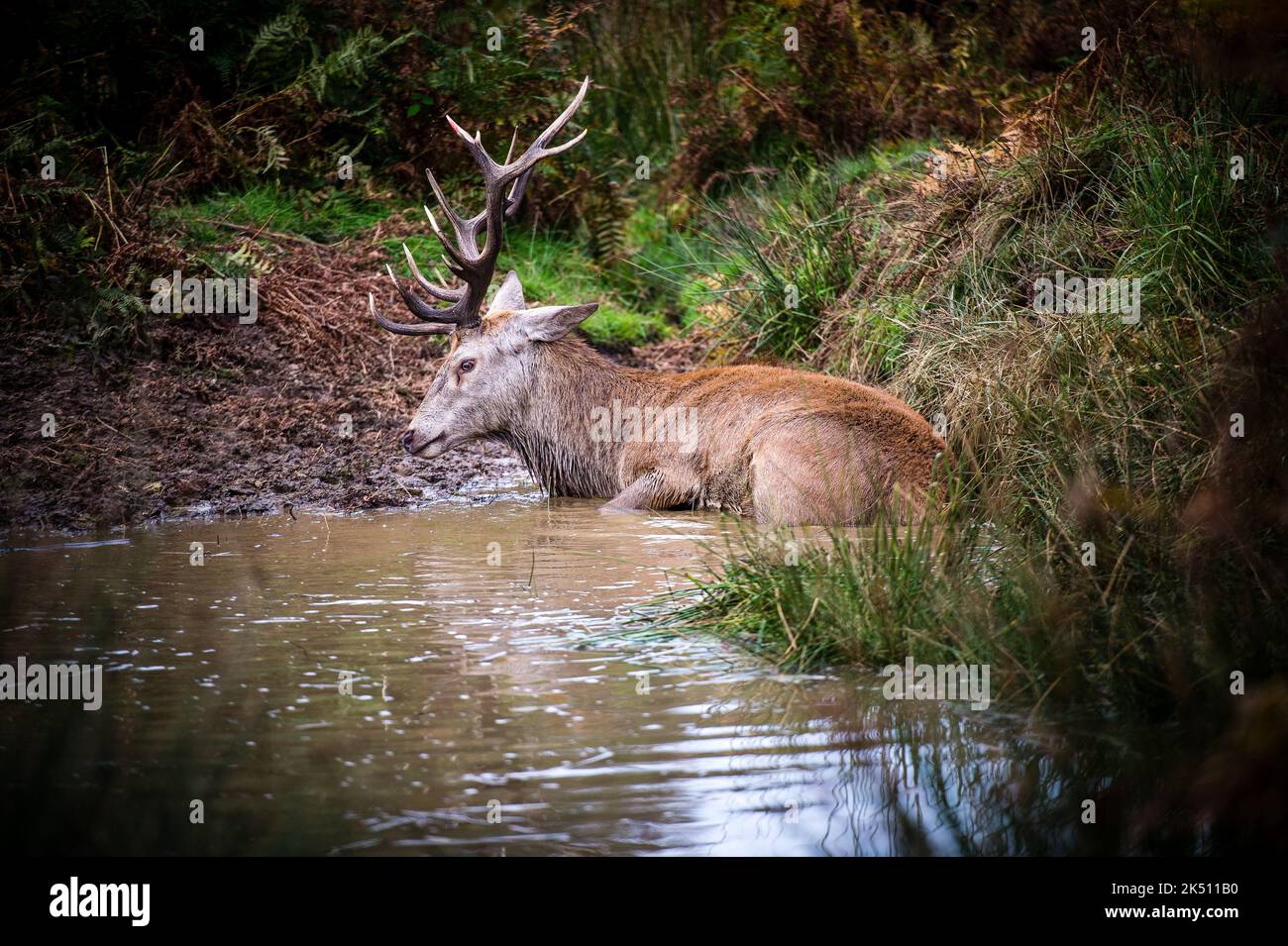 Cervus Elaphus, Red Deer stags in rutting season defending their ...