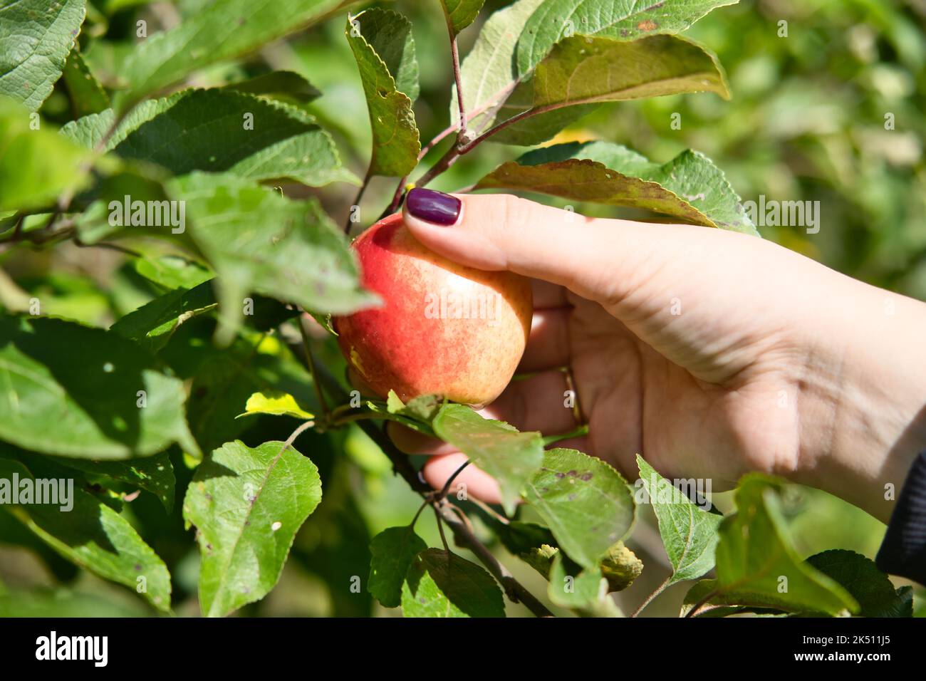 Woman picking an apple from a tree hi-res stock photography and images ...