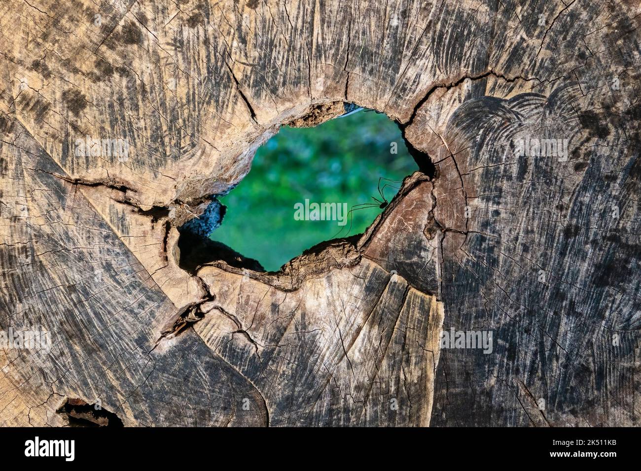 Hollow tree stump hi-res stock photography and images - Alamy