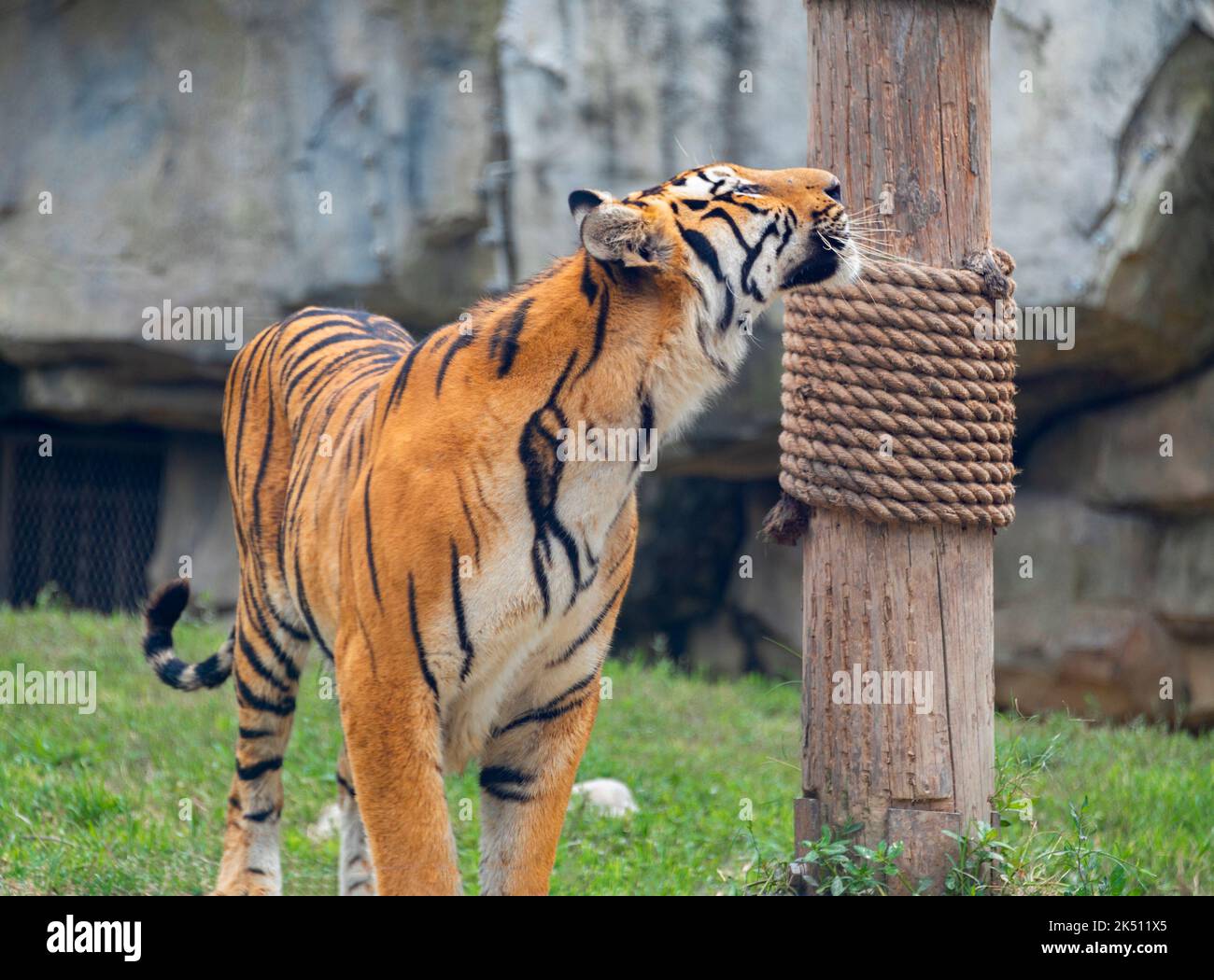 Shanghai wild animal park hi-res stock photography and images - Alamy