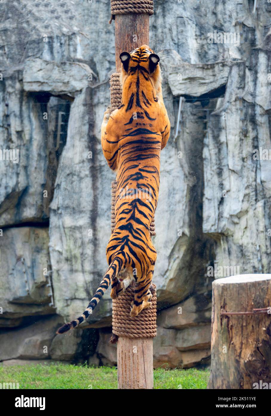 A Bengal tiger at the Shanghai Wildlife Park Stock Photo - Alamy