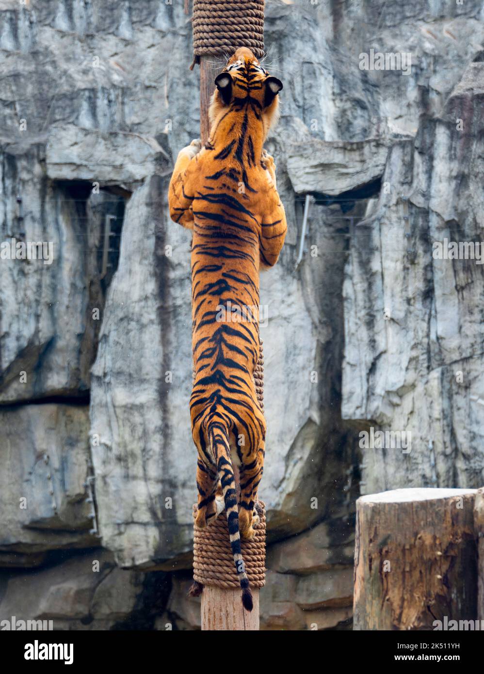 A Bengal tiger at the Shanghai Wildlife Park Stock Photo - Alamy