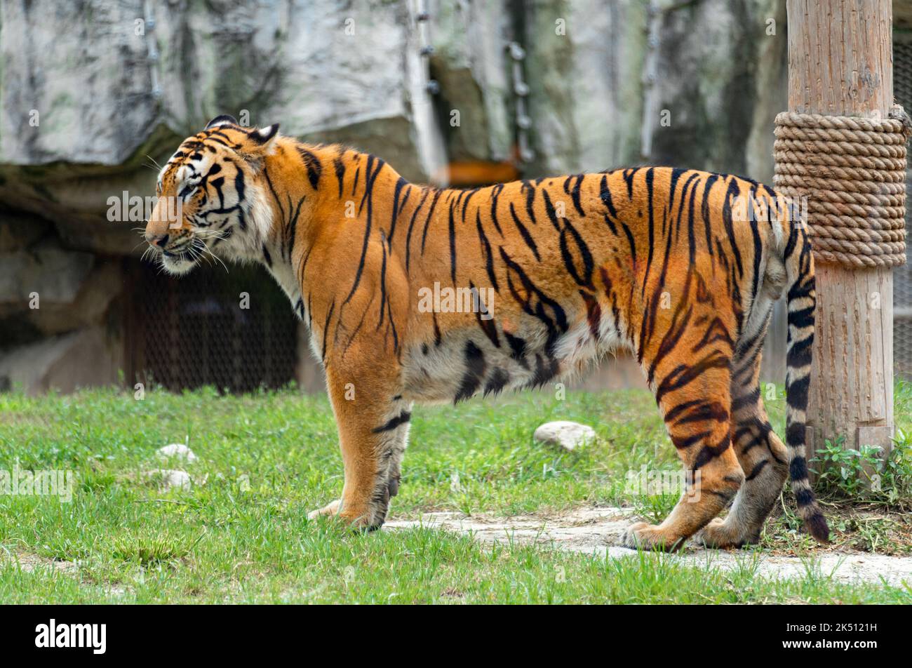 A Bengal tiger at the Shanghai Wildlife Park Stock Photo - Alamy