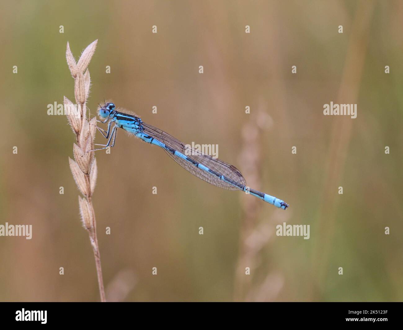 Single male of the azure damselfly (Coenagrion puella) in Vojvodina ...