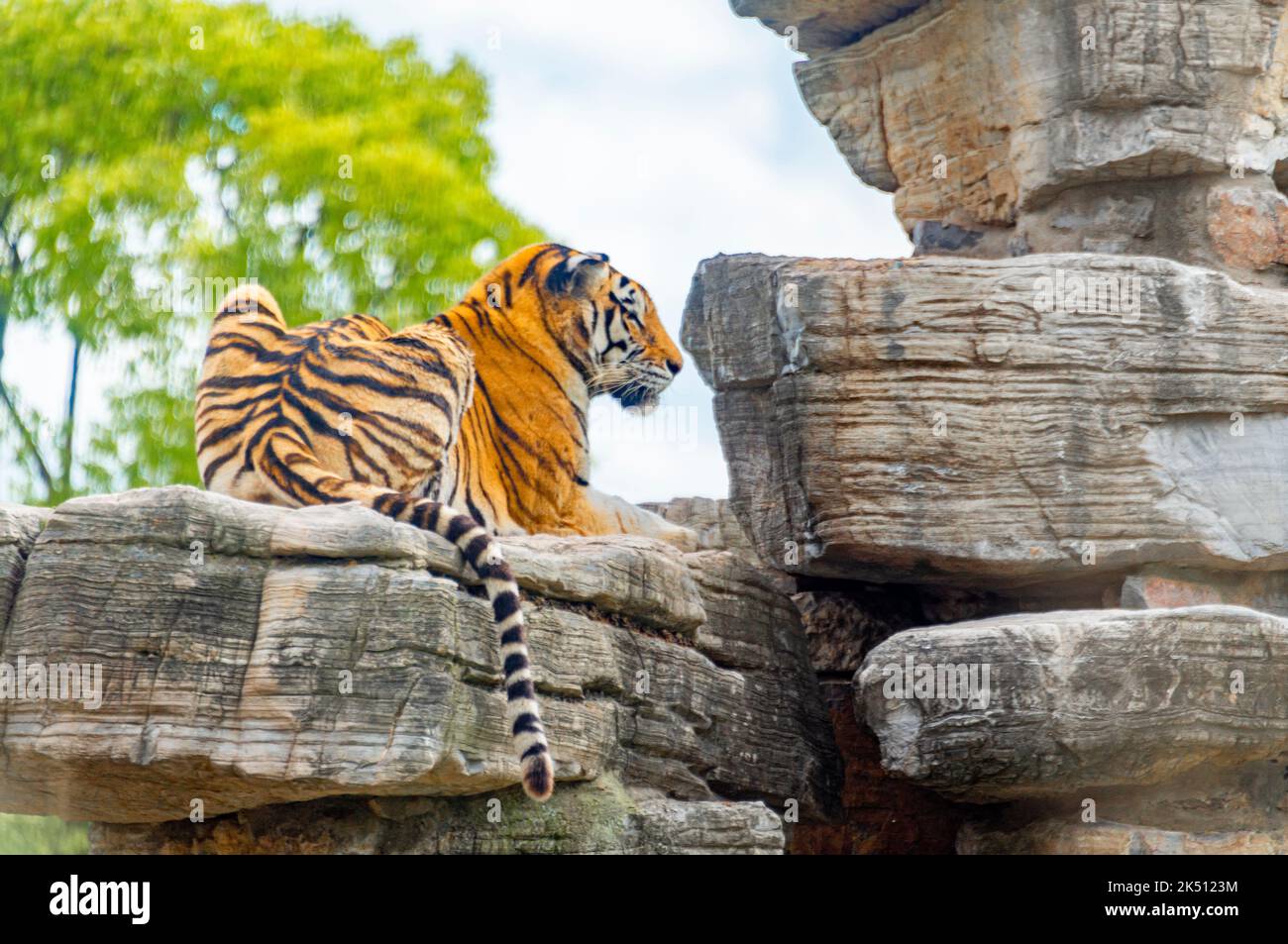 A Bengal tiger at the Shanghai Wildlife Park Stock Photo - Alamy