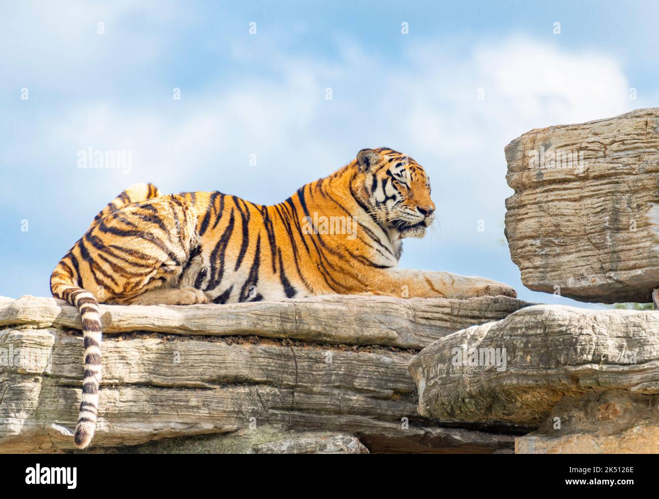 A Bengal tiger at the Shanghai Wildlife Park Stock Photo - Alamy