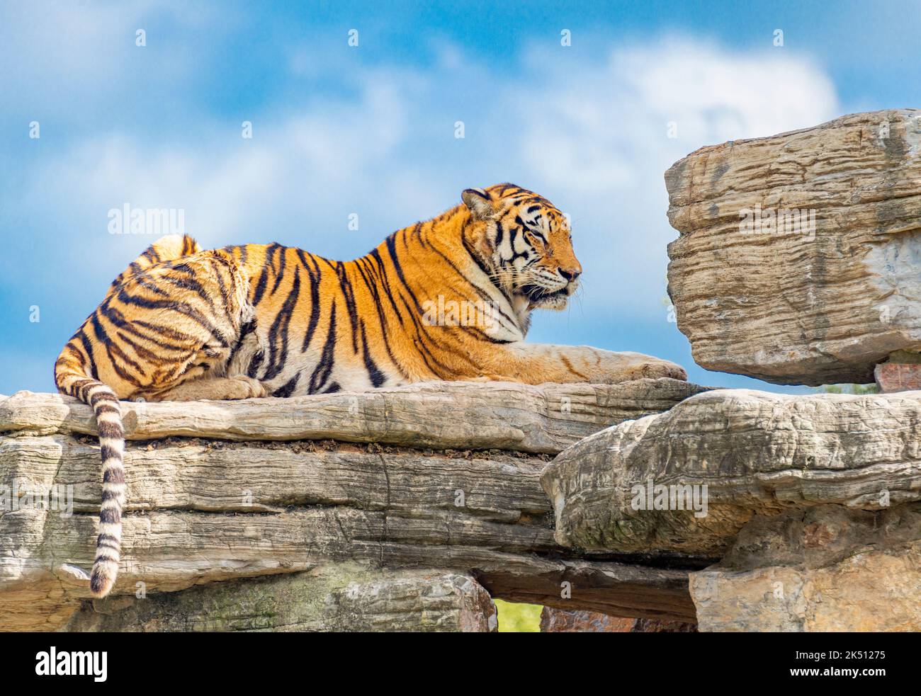 A Bengal tiger at the Shanghai Wildlife Park Stock Photo - Alamy