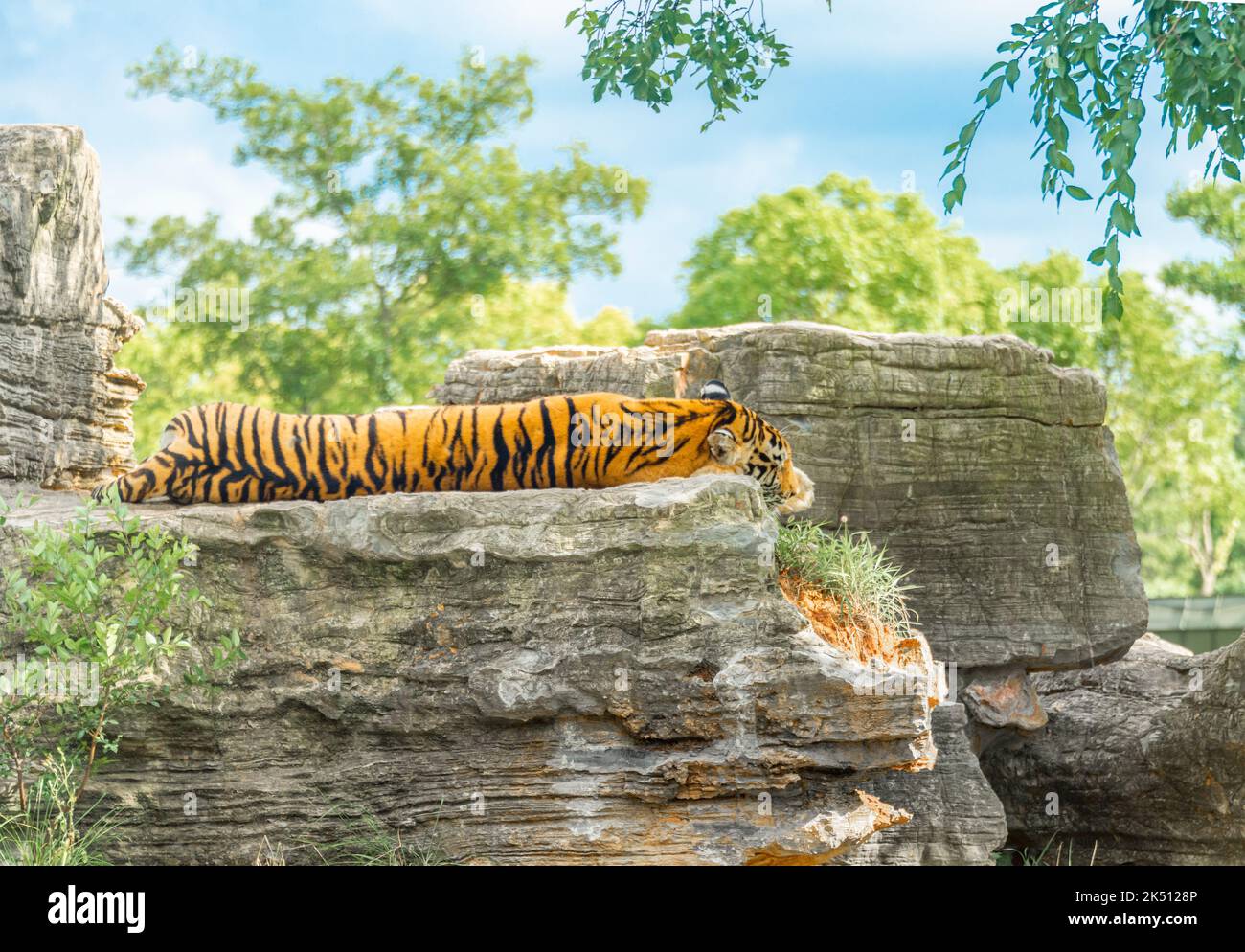 A Bengal tiger at the Shanghai Wildlife Park Stock Photo - Alamy