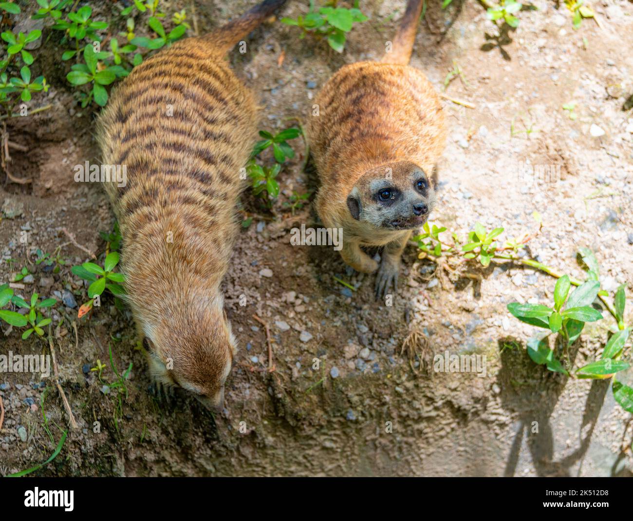 Meerkats, social animals in wildlife parks Stock Photo - Alamy