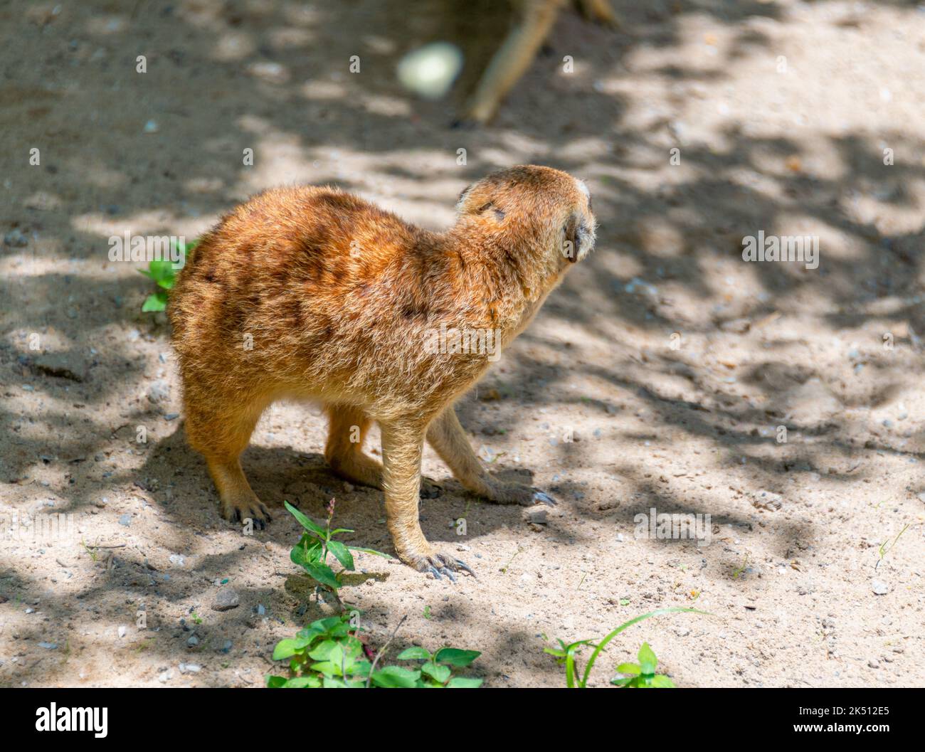 Animals in wildlife hi-res stock photography and images - Alamy