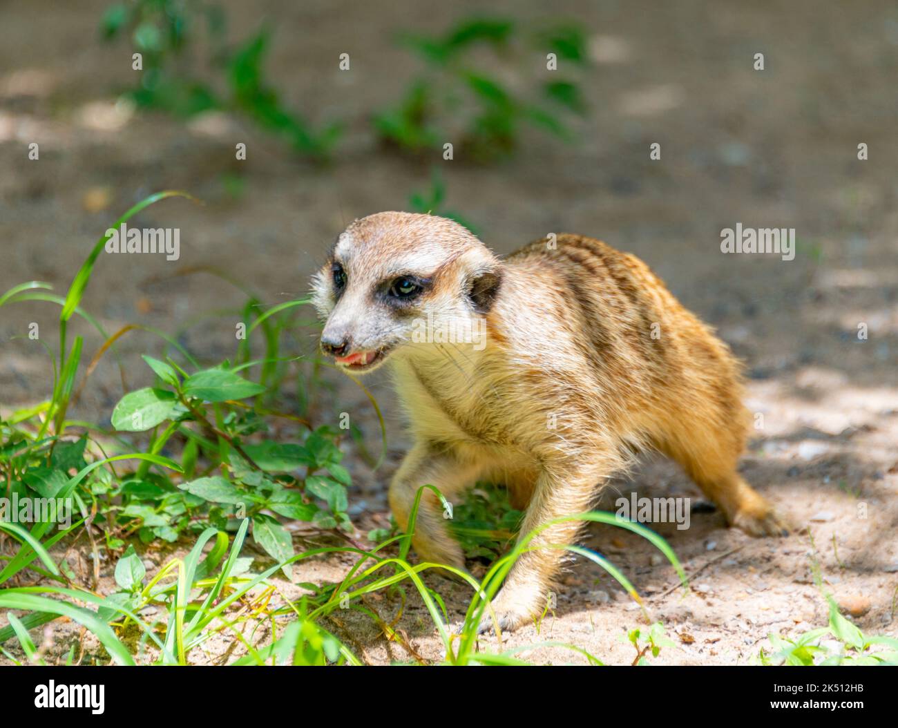Adaptive wildlife hi-res stock photography and images - Alamy