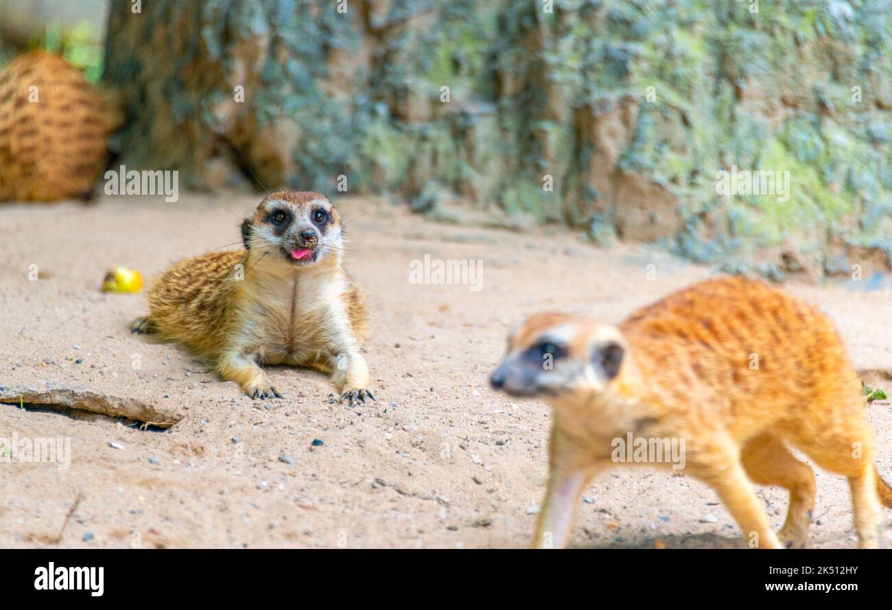 Meerkats, social animals in wildlife parks Stock Photo - Alamy