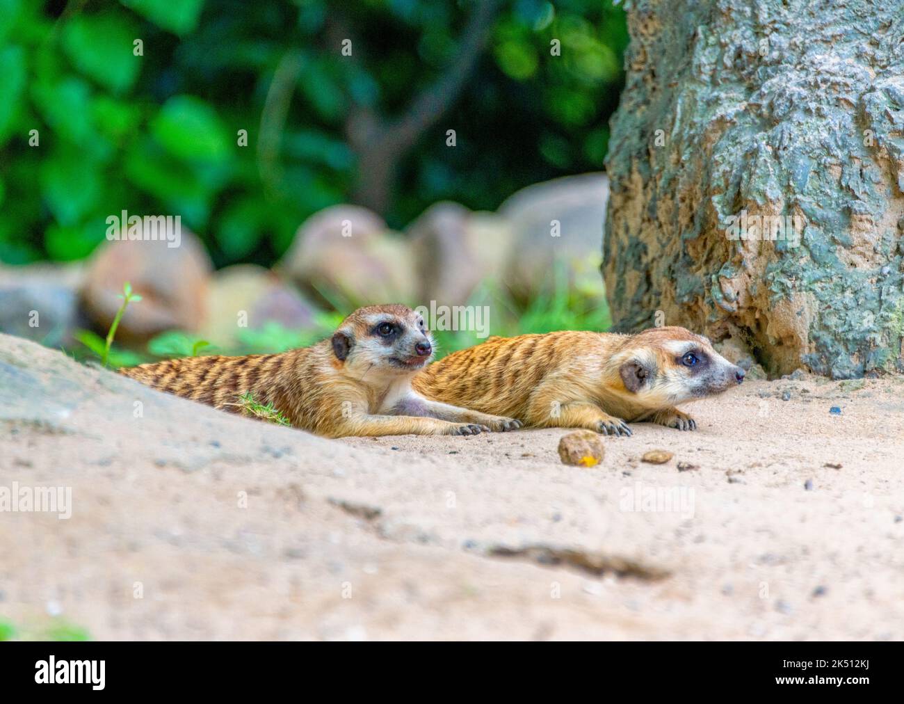 Meerkats, social animals in wildlife parks Stock Photo - Alamy