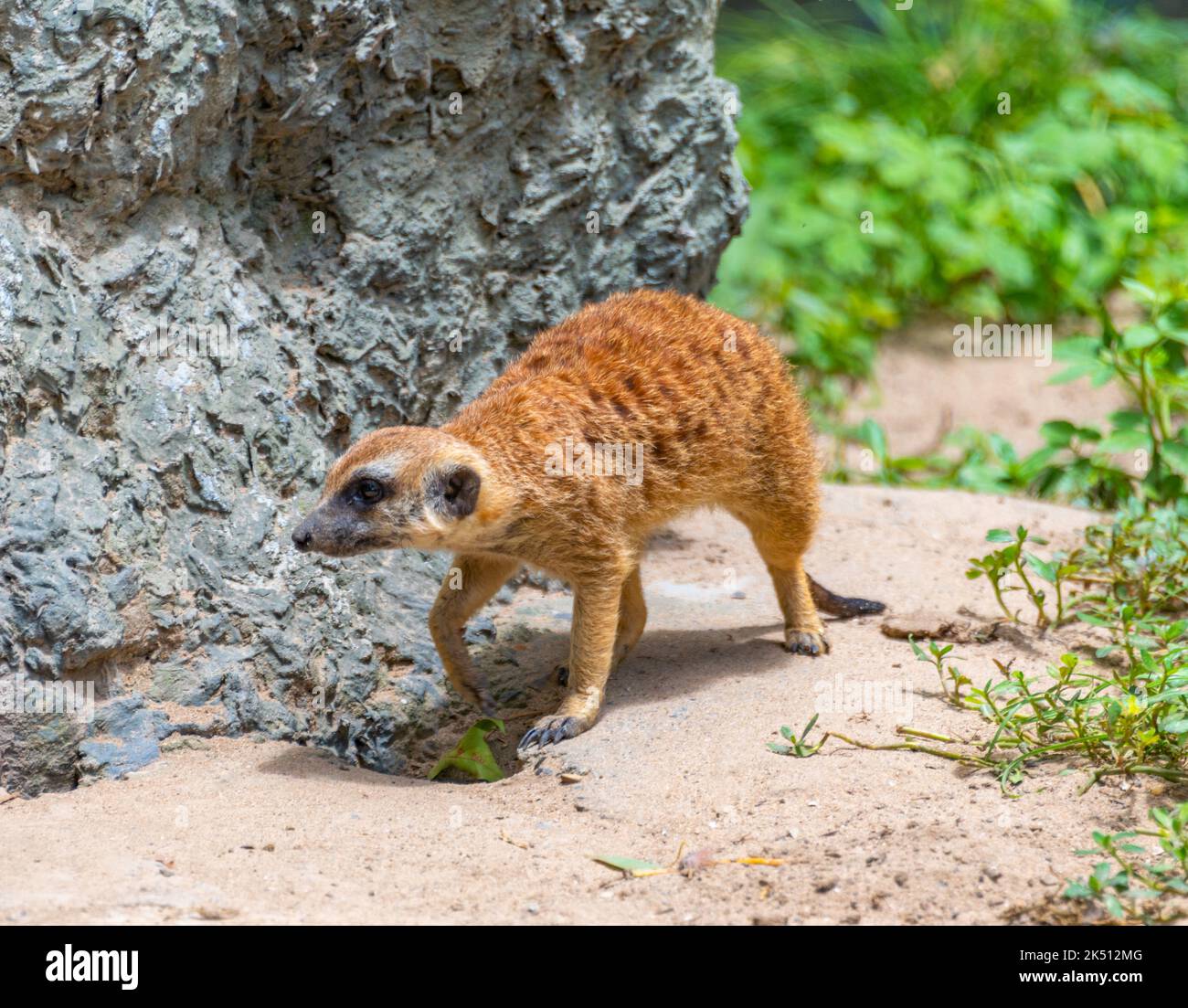 Social animals hi-res stock photography and images - Alamy