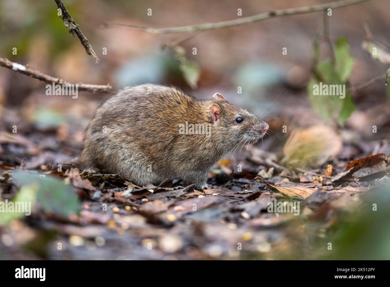 Brown Rat; Rattus norvegicus; UK Stock Photo - Alamy