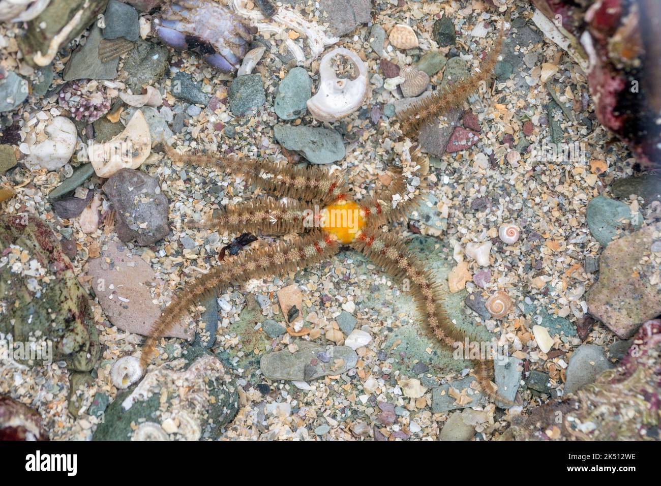 Common Brittlestar; Ophiothrix fragilis; UK Stock Photo - Alamy