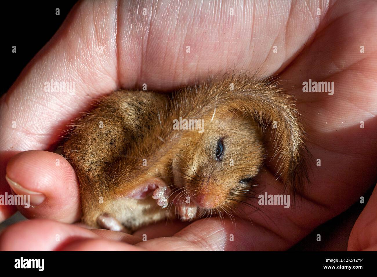 Dormouse in hand hi-res stock photography and images - Alamy