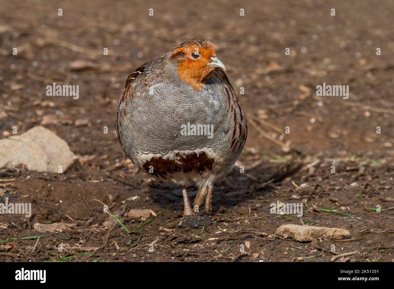 Grey Partridge; Perdix perdix; UK Stock Photo - Alamy