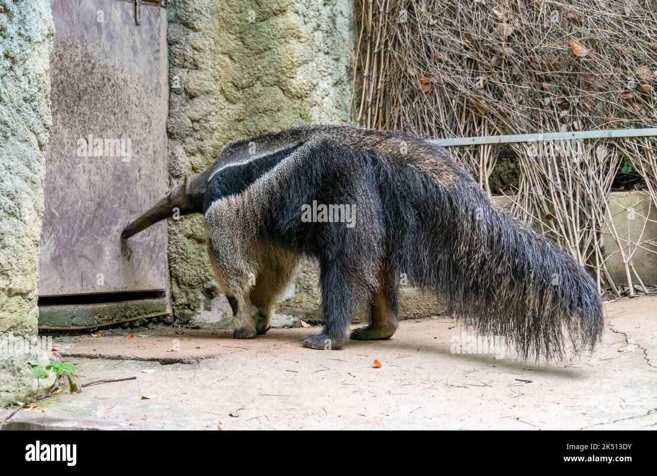 Giant anteater close up hi-res stock photography and images - Alamy