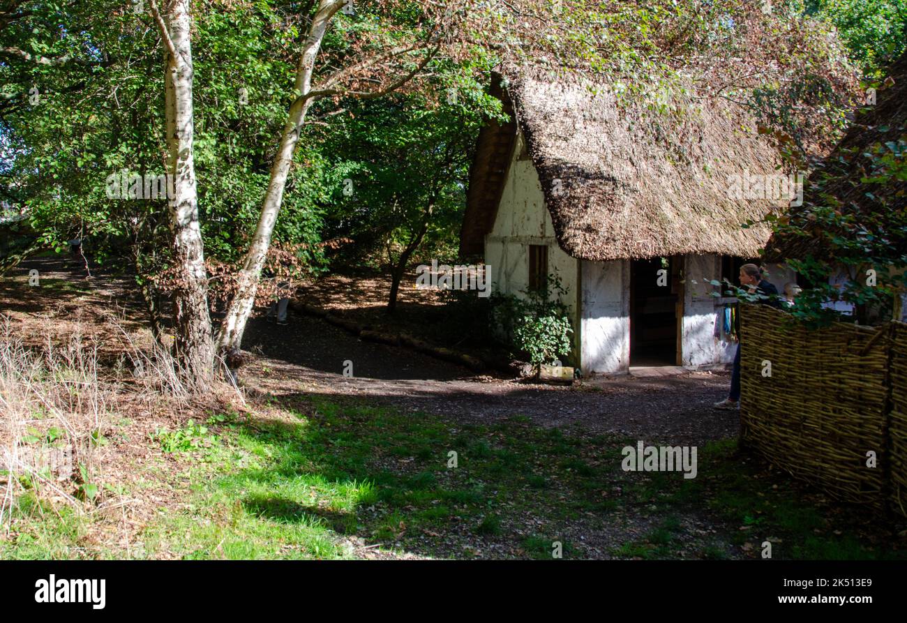 Thatched roof on a building in a charity recreation of a 1642 village ...