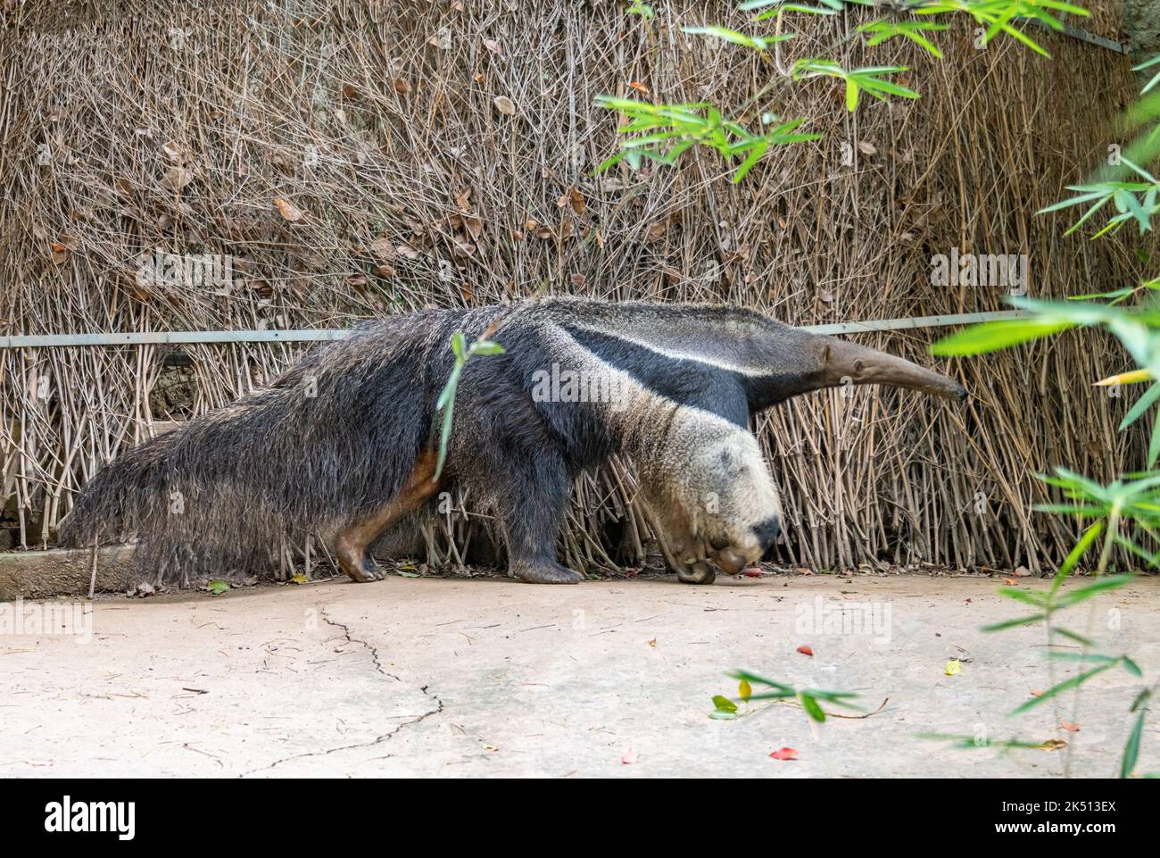 A large anteater in a wildlife park Stock Photo - Alamy