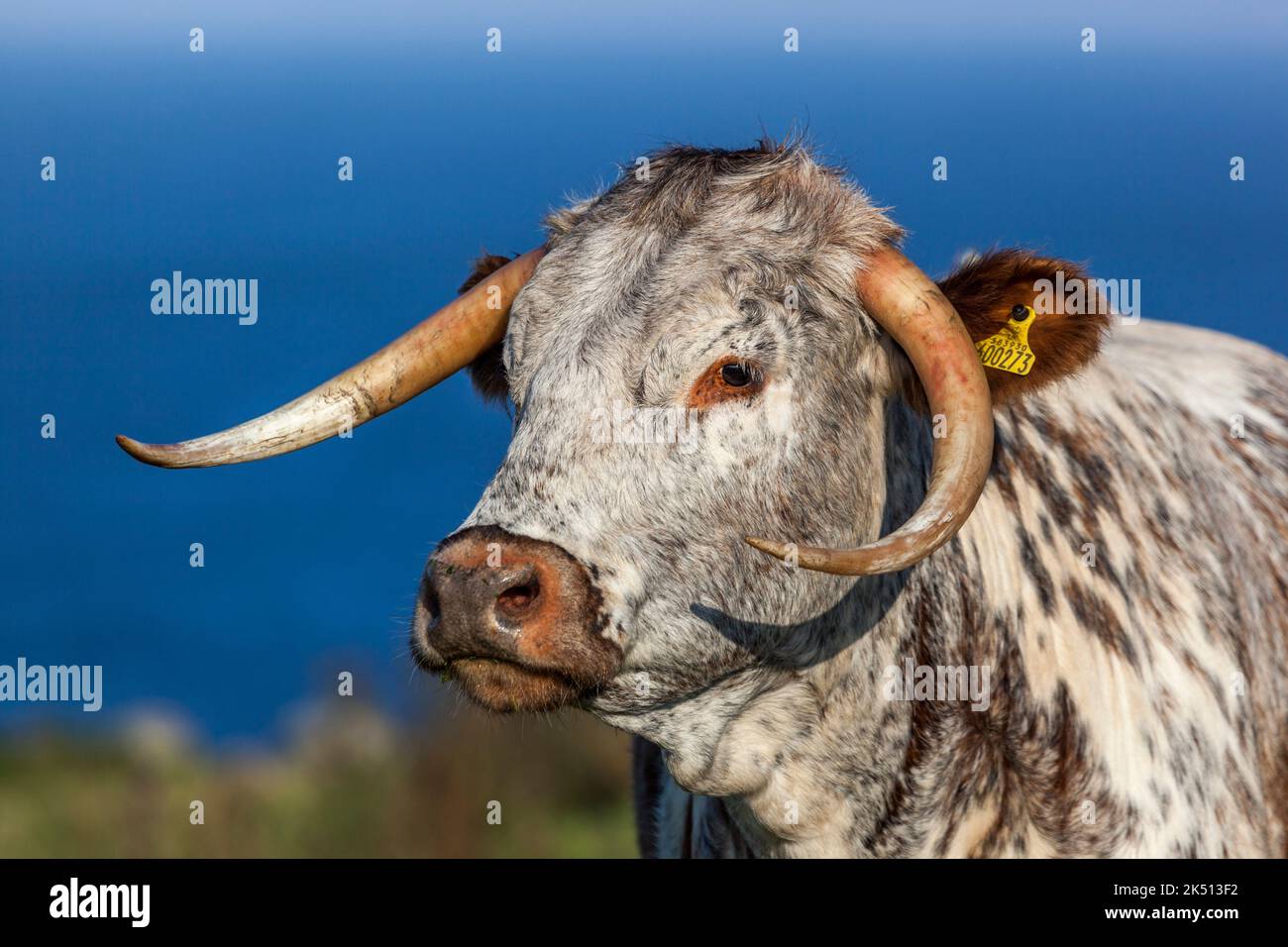 Rare breed of cow hi-res stock photography and images - Alamy