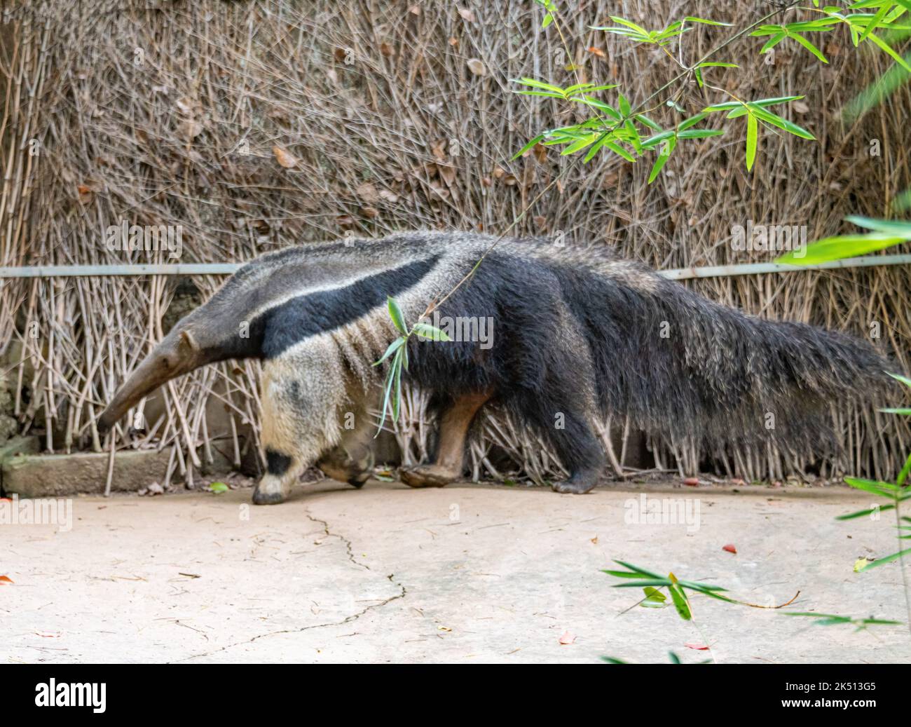Close up giant anteater hi-res stock photography and images - Alamy