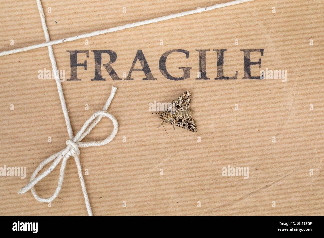 Lychnis moth hi-res stock photography and images - Alamy