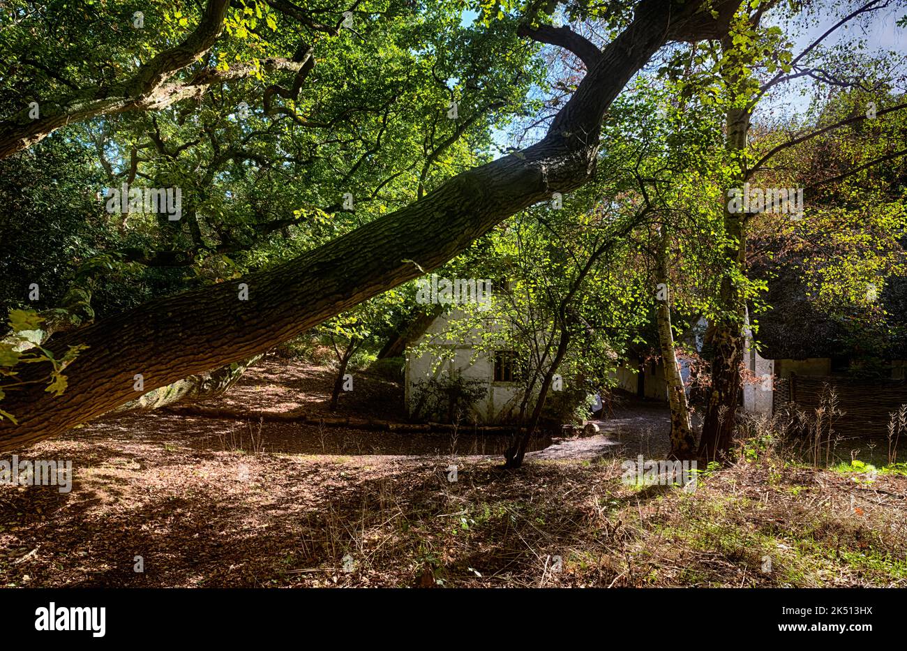 White cottage by large tree trunk in Little Woodham, Hampshire, England ...