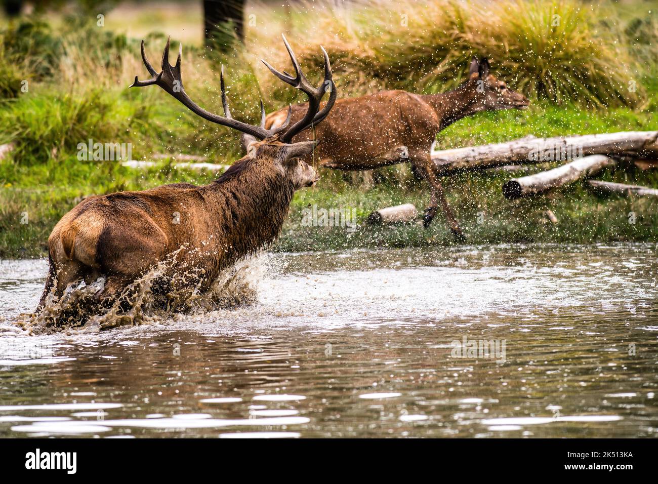 Cervus Elaphus, Red Deer stags in rutting season defending their ...