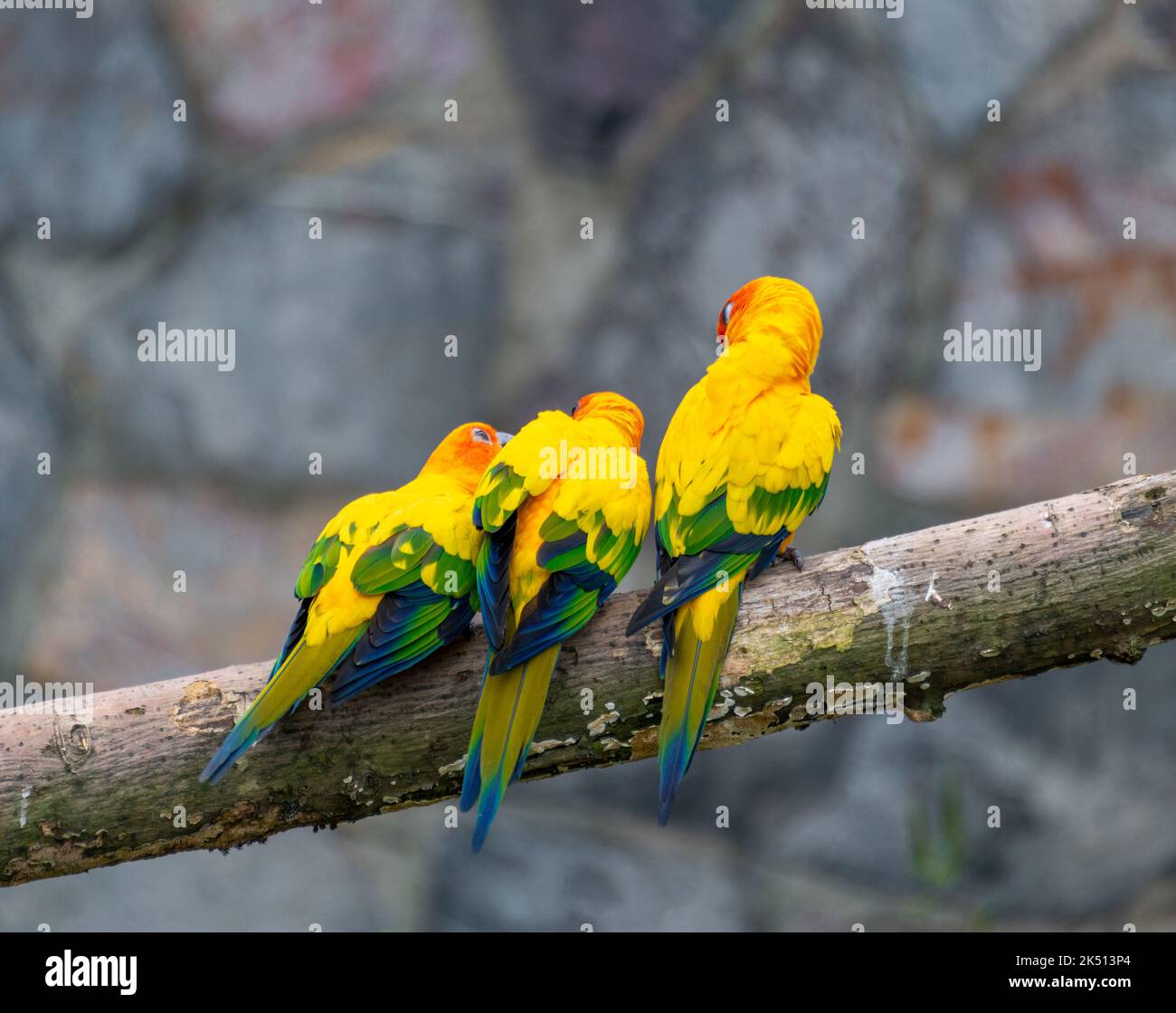 Yellow-and-green Sun Condor on a branch Stock Photo - Alamy