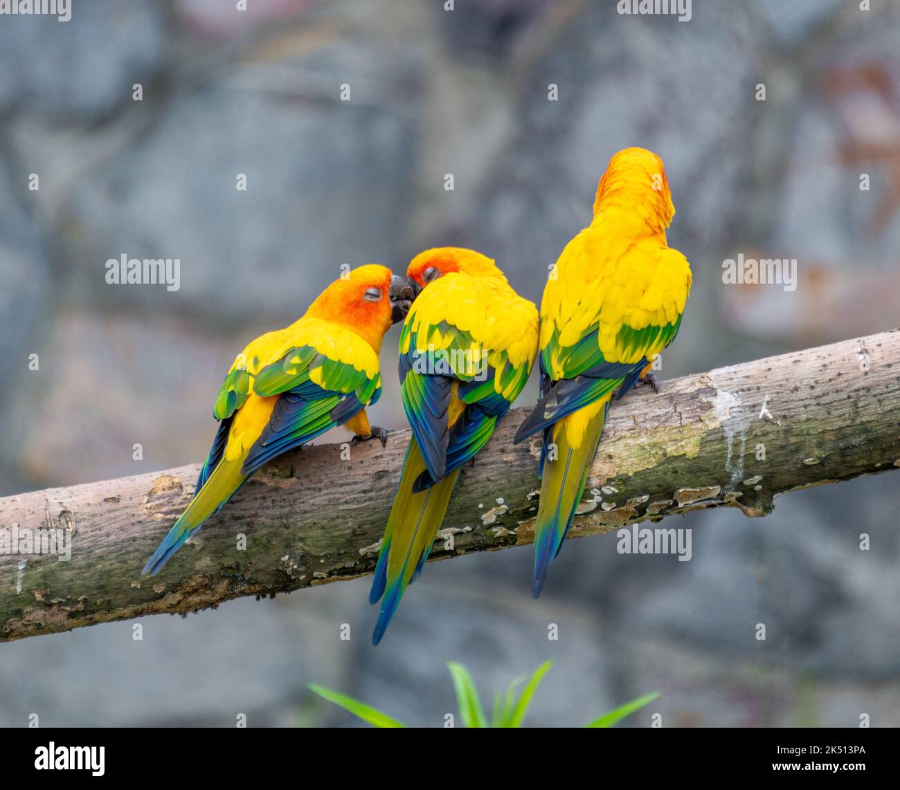 Condor on a branch hi-res stock photography and images - Alamy