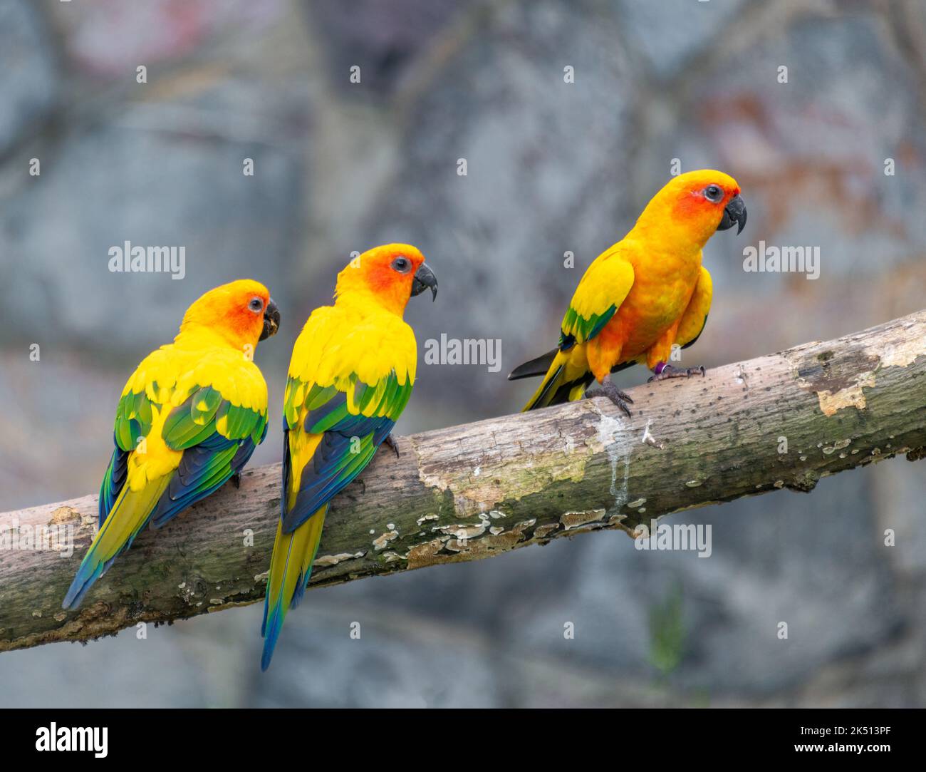 Yellow-and-green Sun Condor on a branch Stock Photo - Alamy