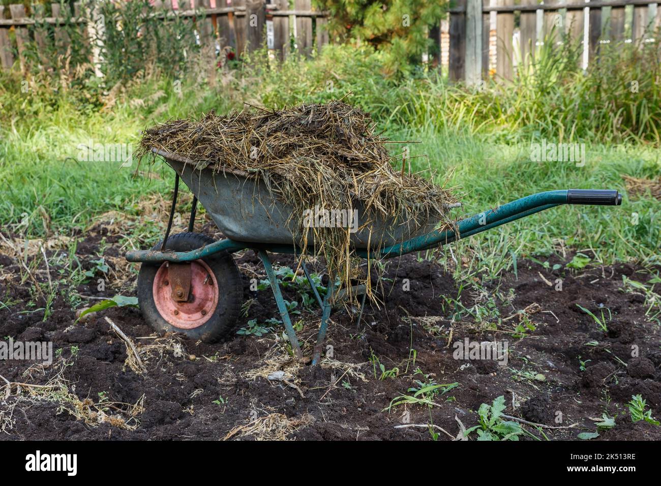 Wheelbarrow with cattle manure. wheelbarrow full of straw and manure ...