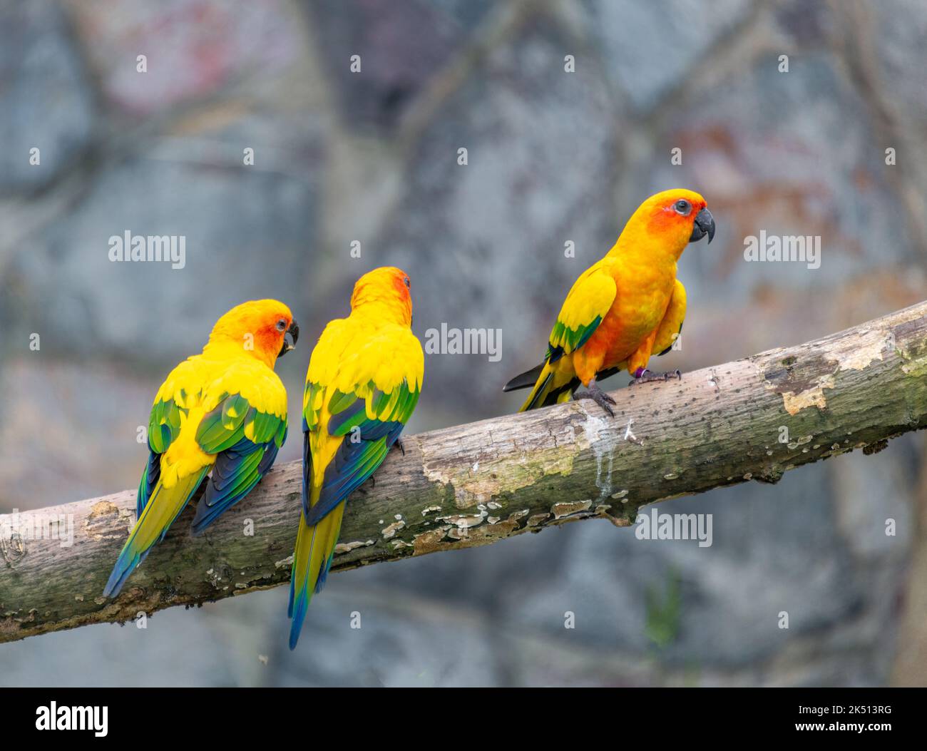 Yellow-and-green Sun Condor on a branch Stock Photo - Alamy