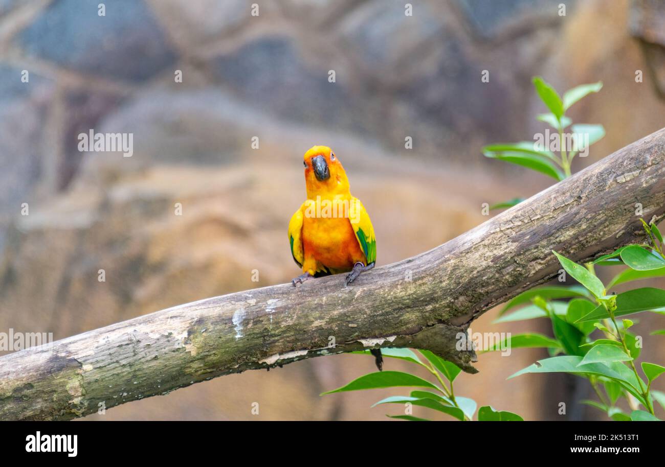 Yellow-and-green Sun Condor on a branch Stock Photo - Alamy